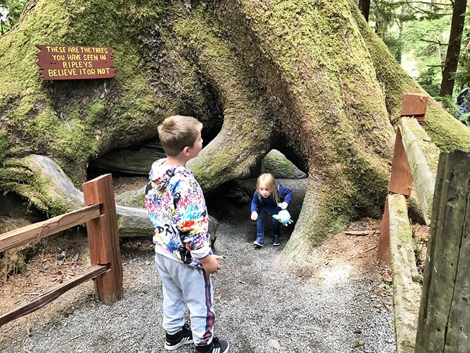 These are the trees you’ve seen in Ripley’s Believe It or Not — where Mother Nature shows off her quirky side.