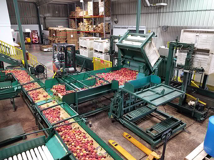 Behind the scenes at peach processing—where fruit gets the royal treatment. Like a spa day, but for peaches.