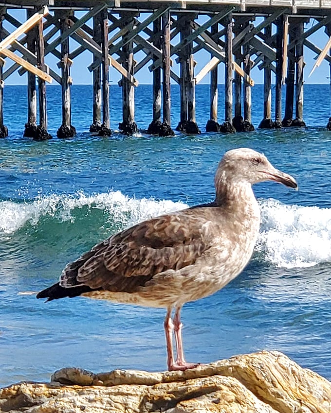 I own this beach, says the seagull's stance, perfectly posed against Gaviota's pier like nature's own social media influencer.