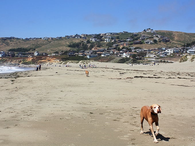 Dogs living their best beach life—this happy pup is experiencing what philosophers call "pure joy" and what the rest of us call "vacation goals."