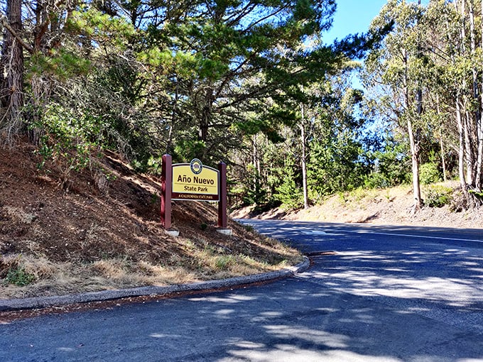 The unassuming entrance sign—like finding the doorway to Narnia, if Narnia had elephant seals and spectacular coastline.