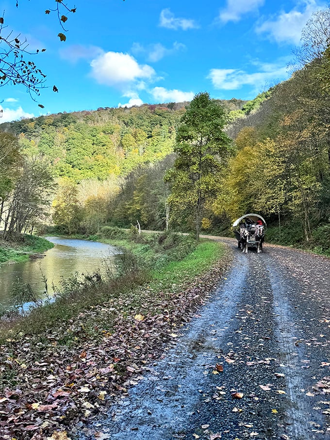 The path less traveled becomes the journey most remembered. No traffic jams here, unless you count that family of deer up ahead.