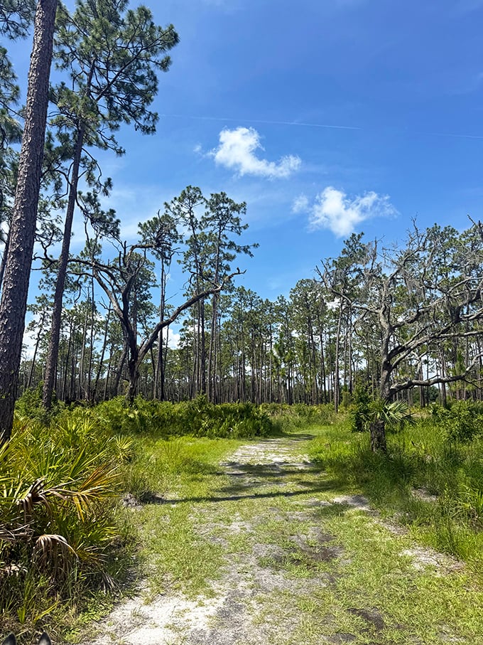 Florida's natural cathedral: Towering pines create nature's perfect colonnade along this serene trail, inviting contemplative walks through living history.