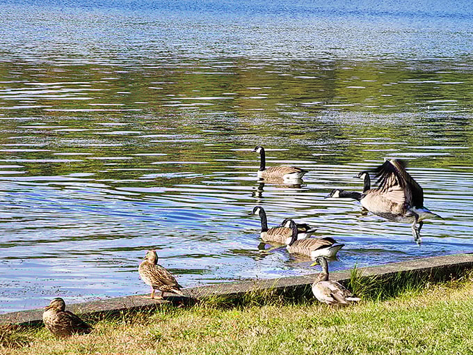 The local welcoming committee doesn't shake hands—they shake tail feathers. These geese are the unofficial mayors of Pinchot Lake.