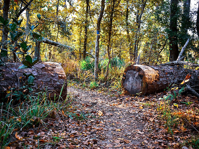 Nature's obstacle course – where fallen logs become both barriers and invitations to explore what lies beyond the bend.