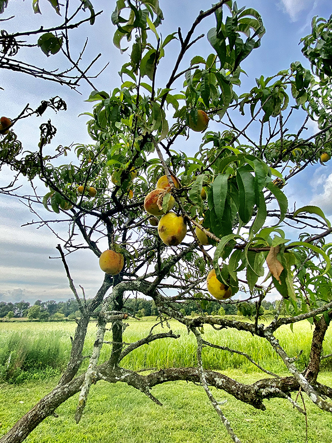 Forgotten fruit trees offer sweet surprises, their branches heavy with promise and a taste of Pennsylvania's agricultural heritage.