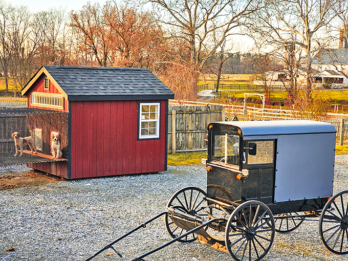 The iconic Amish buggy – where 19th-century transportation meets 21st-century practicality, a rolling symbol of values that endure.