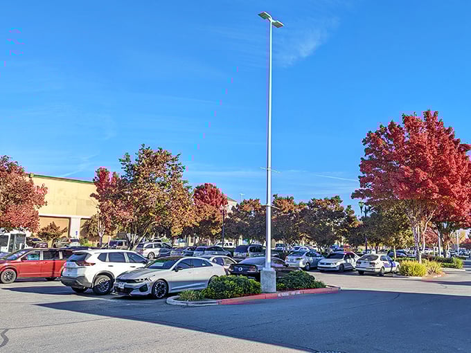 Fall transforms Oakdale's shopping center into a canvas of crimson and gold—nature's way of dressing up even the most practical places.