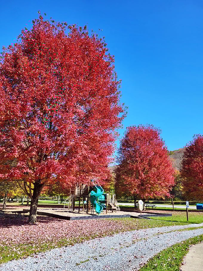Autumn's crimson explosion frames the playground perfectly. These trees don't just change color – they throw a full-on seasonal celebration.