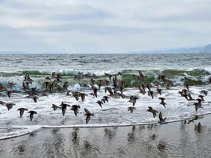 Nature's ballet company performs daily! These shorebirds execute perfect choreography that would make Broadway jealous.