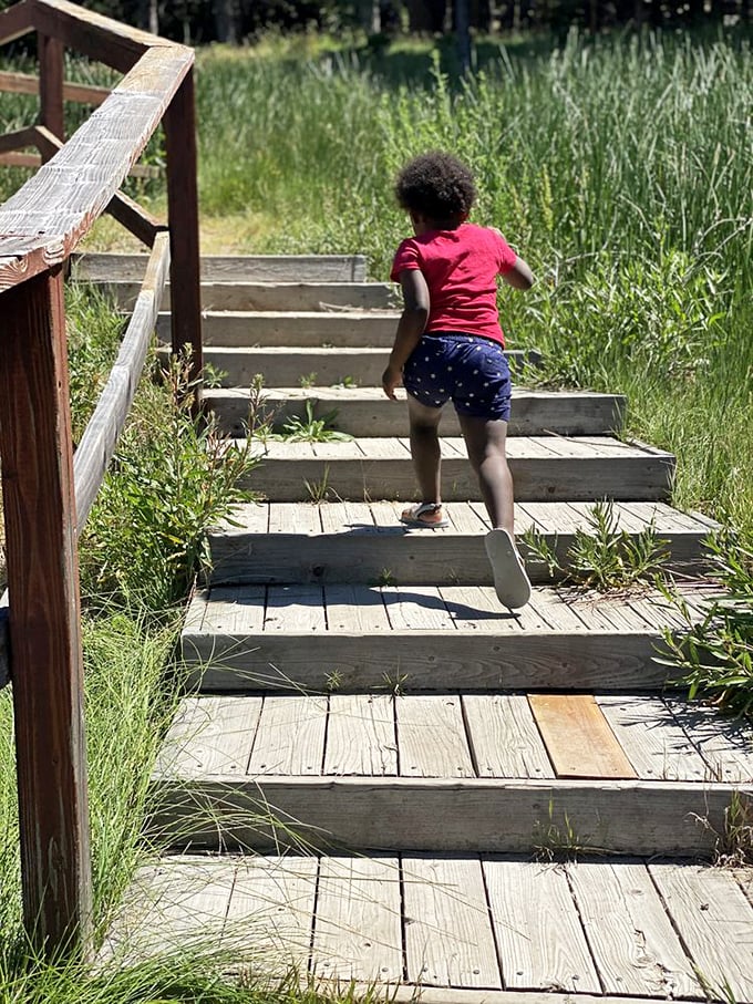 Every great adventure begins with a few steps. This wooden pathway invites exploration while keeping little feet (and big ones) from trampling delicate meadow ecosystems.