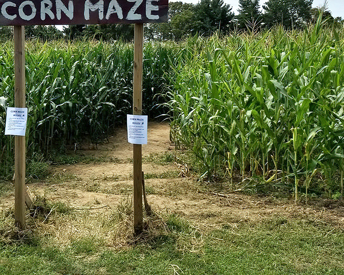 The corn maze entrance beckons adventurers with the promise of agricultural puzzlement and inevitable wrong turns.