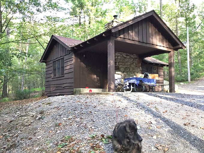 Rustic cabin dreams with a canine greeter – where "roughing it" still includes a roof and your dog's seal of approval.