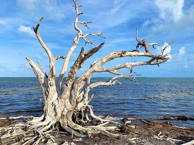 This driftwood sculpture wasn't created by an artist but by nature's patient hand—salt, sun, and time making gallery-worthy installations.
