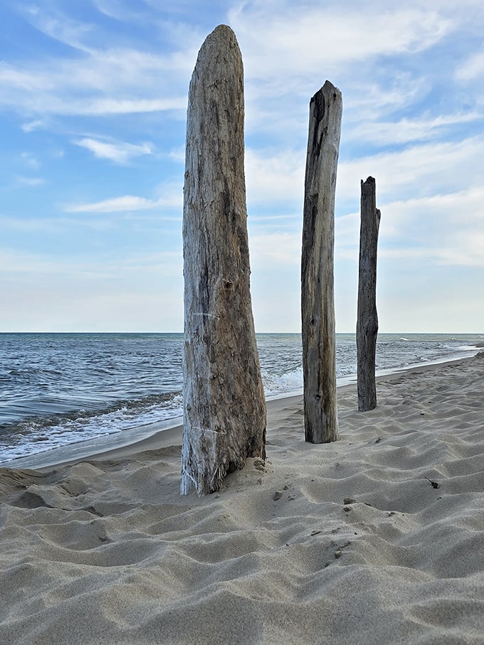 Ancient sentinels of driftwood stand watch over the shoreline, nature's sculpture garden crafted by decades of wave and wind.