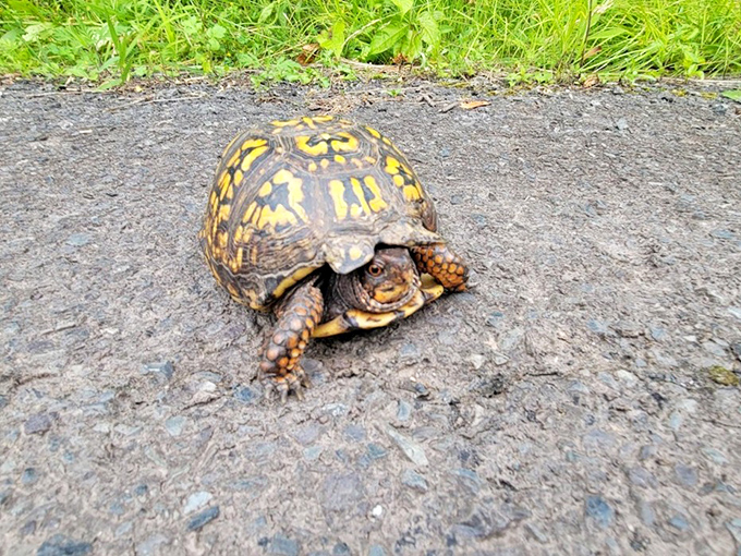The Eastern Box Turtle—nature's original slow-mover. This little fellow has perfected the art of stopping to smell the roses.
