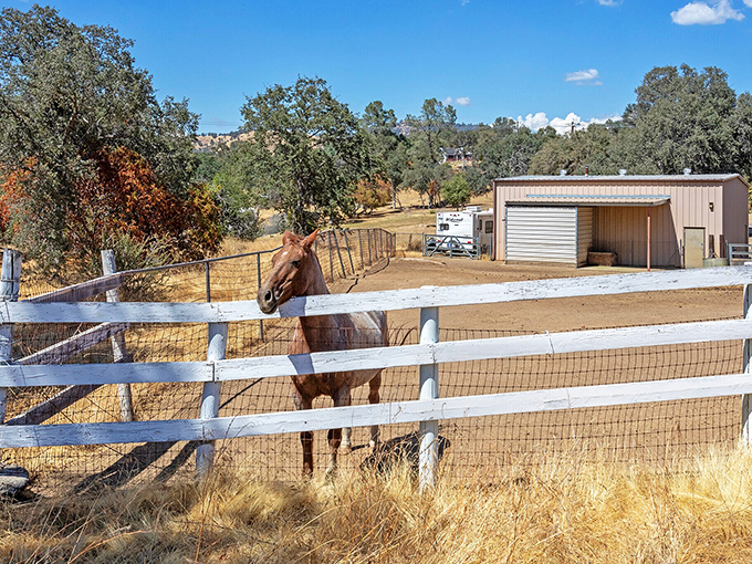 This isn't just a horse – it's the official welcoming committee for visitors who've escaped the city, standing guard like a four-legged ambassador to country living.