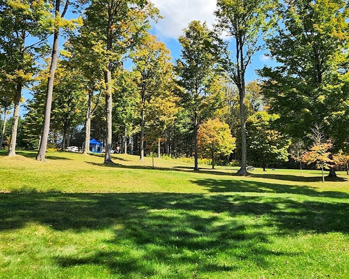 Sun-dappled clearings surrounded by autumn-tinged trees – Cherry Springs is more than just stars. Daytime offers its own quiet magic.