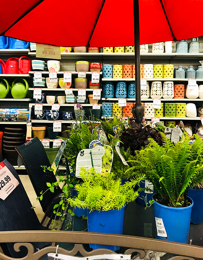 A garden center that doesn't require a second mortgage? Those vibrant ferns and colorful pots prove plant parenthood doesn't have to break the bank.