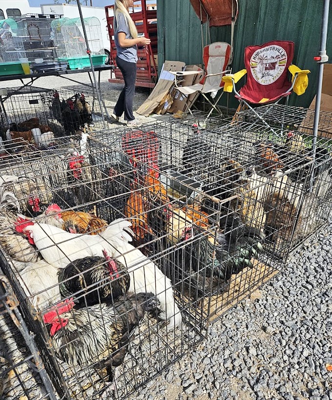 The original free-range section—where roosters crow their morning specials and rural traditions continue in the most authentic farm-to-table arrangement possible.