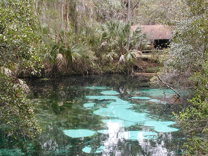 Hidden among the palms, this spring whispers stories of ancient Florida, before mouse ears and orange juice commercials.
