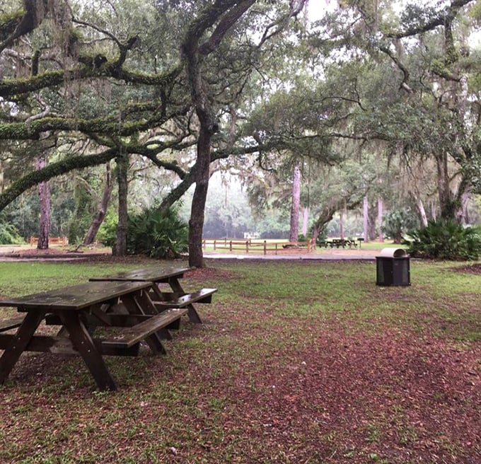Picnic tables under Spanish moss – because lunch tastes better when served with a side of Old Florida atmosphere.