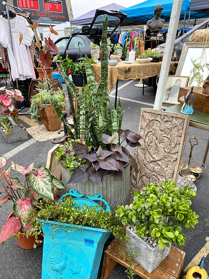 Garden plants offer hope to optimists who believe this year will definitely be different gardening-wise.