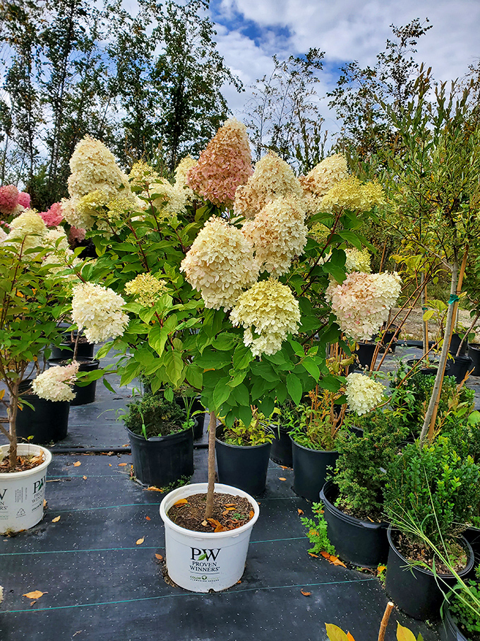 Hydrangeas in full bloom bring a touch of living beauty to the market. Garden treasures waiting to transform your yard into the envy of the neighborhood.