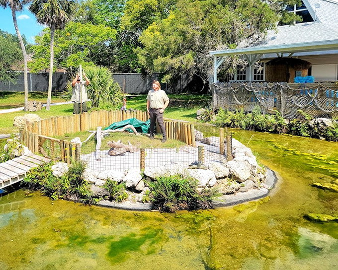 The wildlife habitat offers up-close encounters with Florida's native creatures. These rangers are like wildlife whisperers, turning education into entertainment.