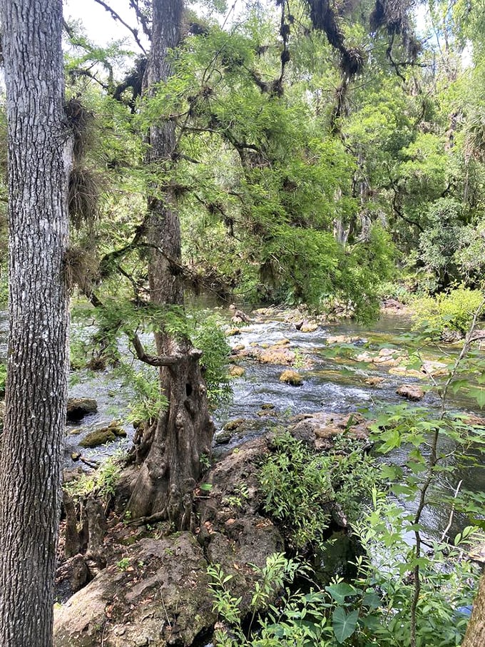 Florida's rare rapids prove that not everything in the Sunshine State is flat—these limestone cascades are Mother Nature's roller coaster.