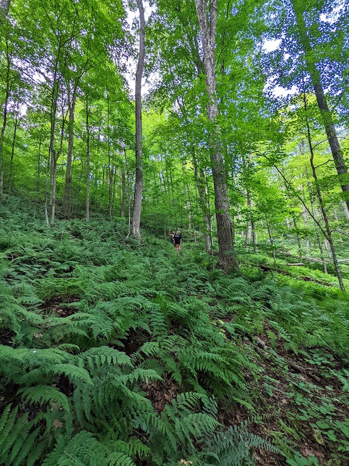 Hiking trails through fern-carpeted forests offer the kind of therapy that would cost $200 per hour in the city—here, it's yours for the price of good boots.