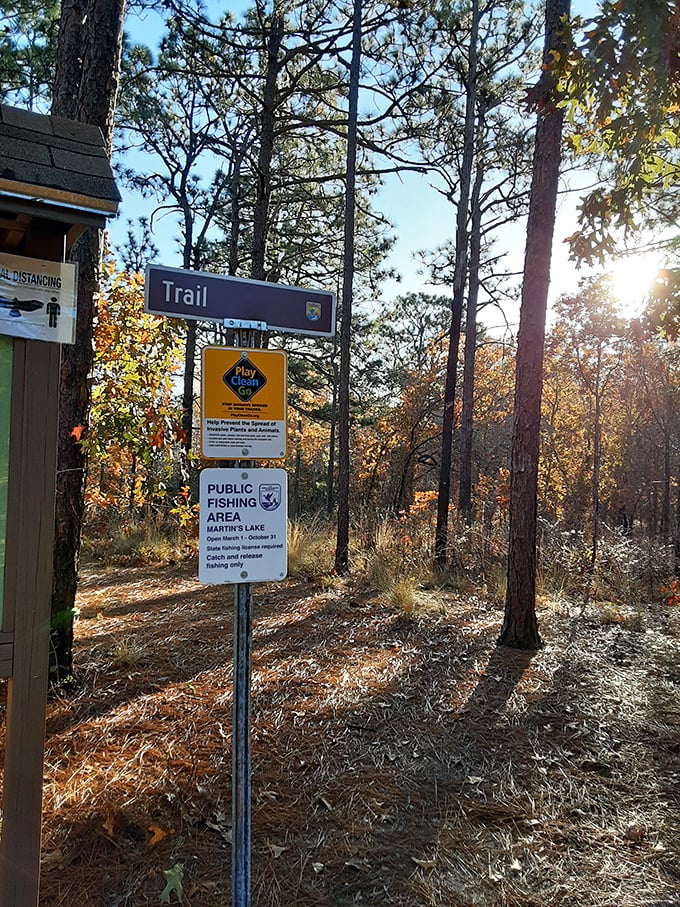 Nature's traffic signs—less honking, more hiking. The forest's navigation system works perfectly without satellite assistance.
