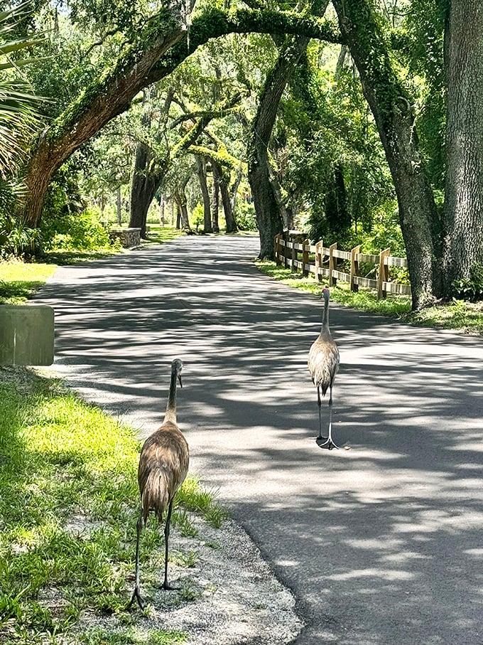 The welcoming committee: Sandhill cranes strut down the oak-canopied road like they own the place—and honestly, they were here first!