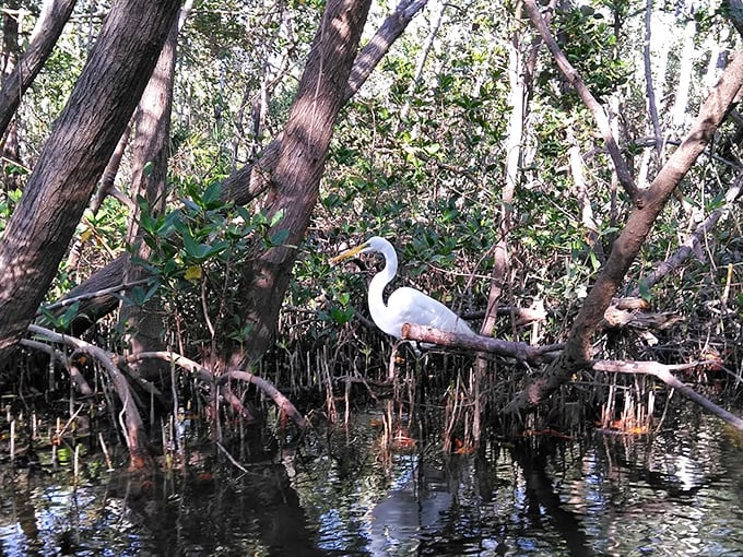 This elegant egret proves that even the locals dress up for such spectacular scenery.