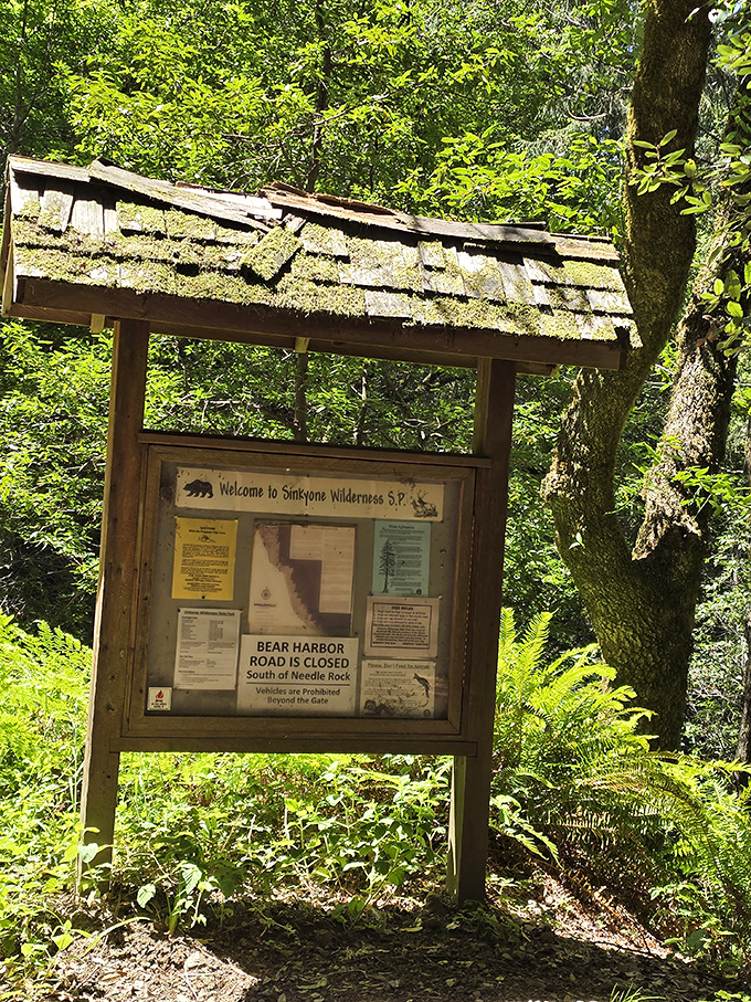 The park entrance sign—nature's version of "you must be this adventurous to enter." Bear Harbor Road status: definitely challenging your sedan's capabilities.