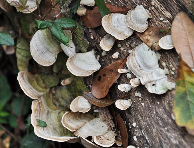 Nature's tiered wedding cake grows wild on fallen logs—these delicate fungi are the prairie's own version of architectural marvels.