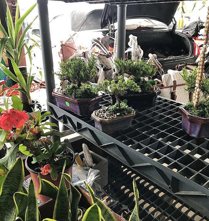 Urban jungle starter kits for plant parents of all skill levels. From "can't kill it if you tried" succulents to "needs daily affirmations" flowering varieties.