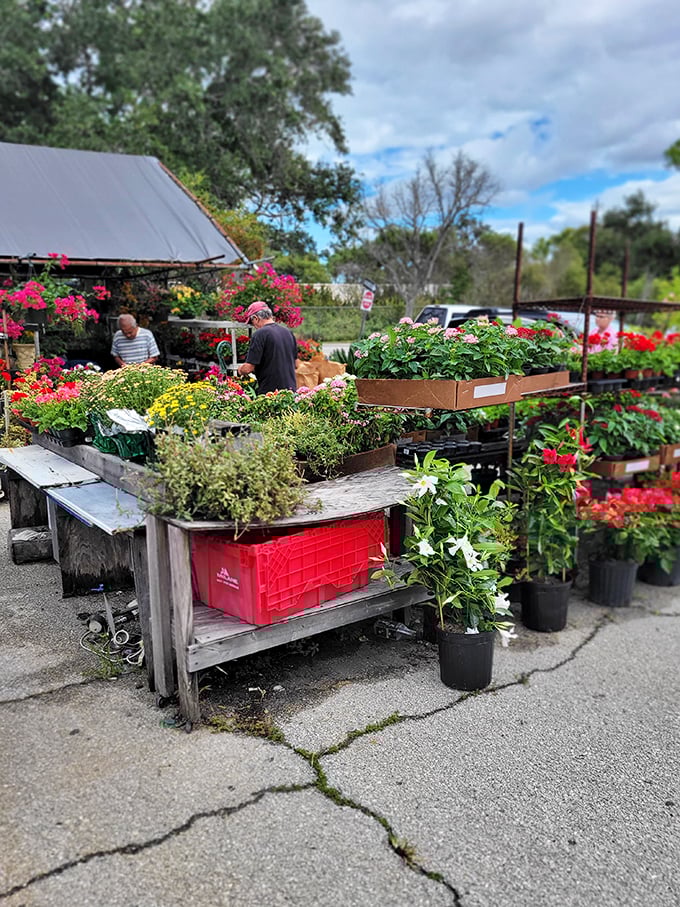 Florida's growing season comes alive in this outdoor plant section where your garden dreams bloom alongside your budget-friendly shopping list.