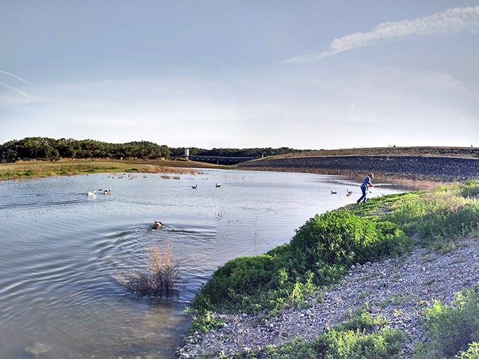 Lake Mendocino's shoreline creates a peaceful playground for both waterfowl and humans. Proof that not all California water activities require surfboards or wetsuits.