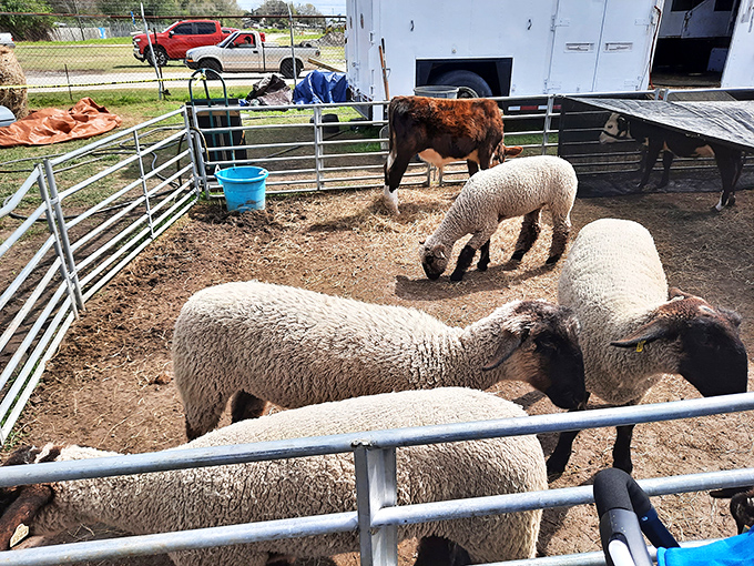 A touch of country in central Florida! This mini-farm attraction reminds us where wool sweaters begin before becoming last season's fashion statement.