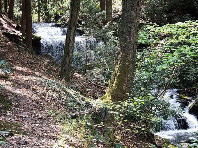 Hidden waterfalls cascade through the forest like nature's secret staircase, providing soundtrack services free of charge—no Spotify premium required.