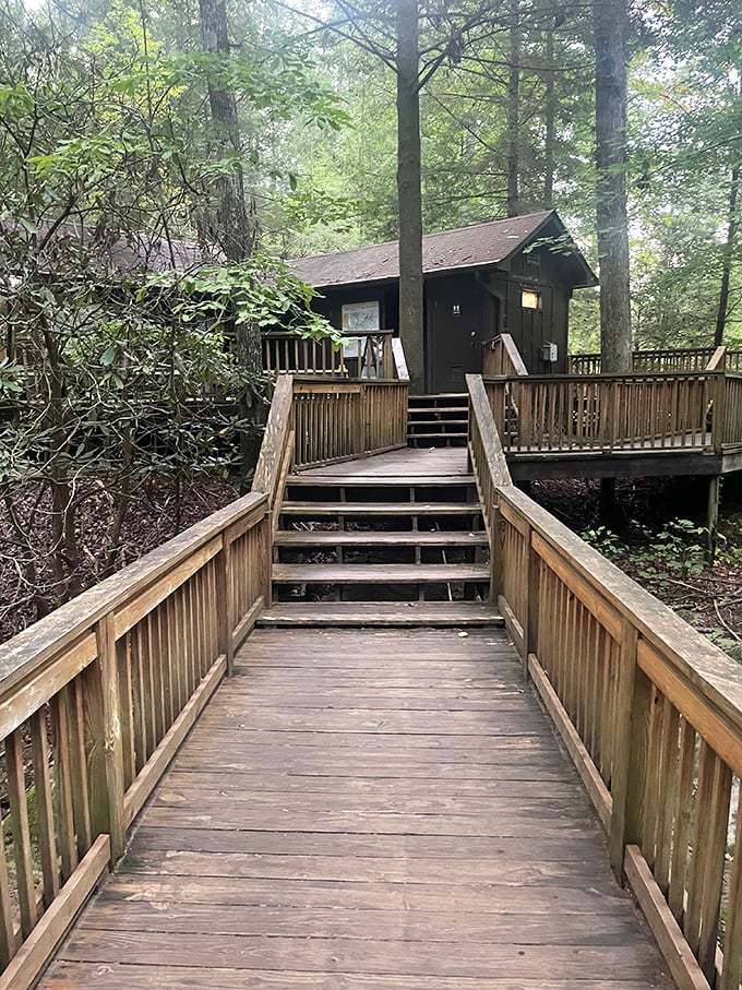 Rustic charm meets accessibility – this wooden walkway invites visitors of all abilities to experience the magic of the forest.