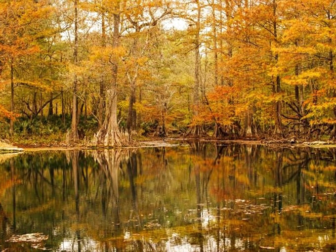 Fall transforms the springs into a painter's palette of amber and gold, reflecting perfectly on nature's mirror.