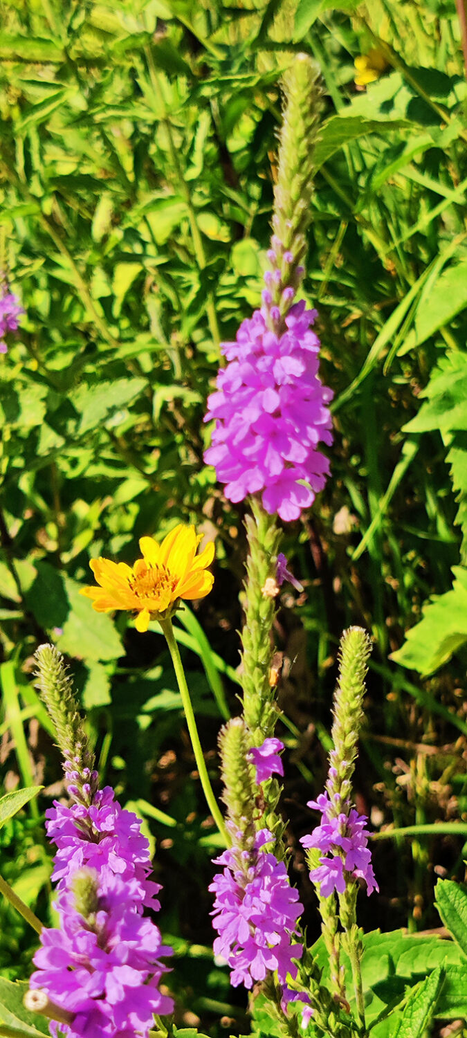 Purple and gold – nature's favorite complementary colors. These wildflowers didn't need an art degree to create perfect composition.