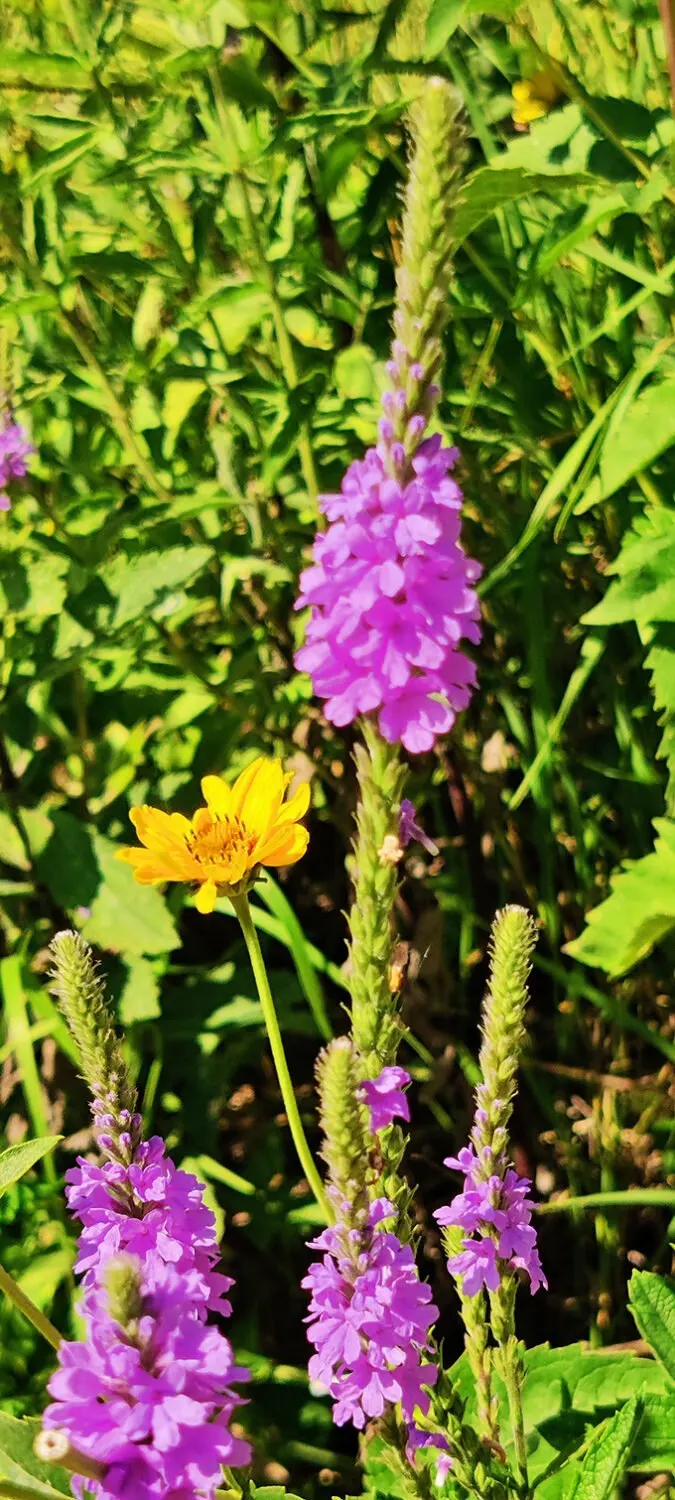 Purple and gold – nature's favorite complementary colors. These wildflowers didn't need an art degree to create perfect composition.