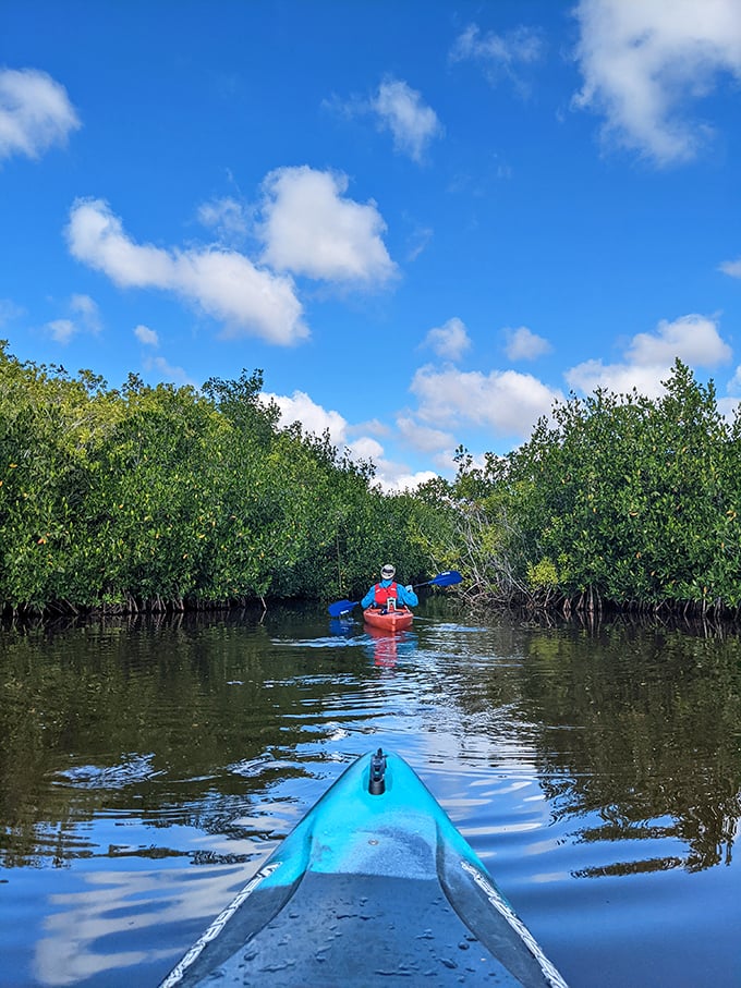 Paddling through mangrove tunnels feels like discovering a secret passage in nature's mansion. The blue sky reflection creates a double world.