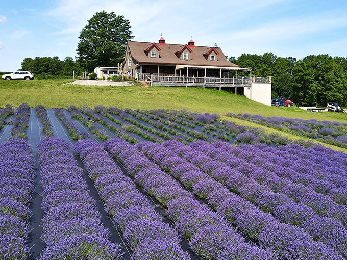 Lavender fields stretching toward a farmhouse on the hill—proof that retirement in Michigan can look (and smell) like a postcard from Provence.