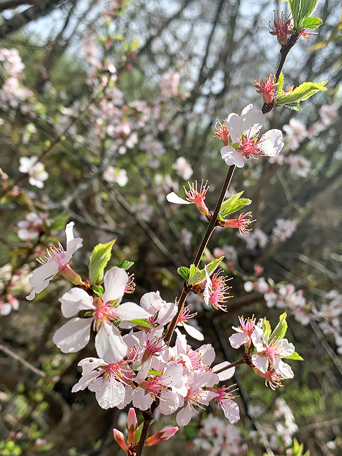 Spring announces itself with delicate cherry blossoms. These fleeting flowers add a touch of poetry to the rugged landscape of Hayden Falls Park.