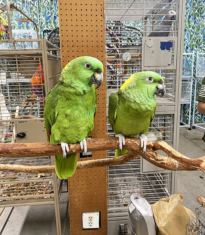These vibrant parrots might be the only vendors who won't negotiate, but they're worth the conversation.