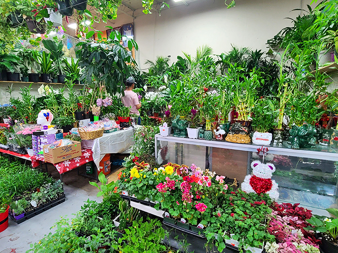 A jungle of houseplants waiting to transform your home. Even notorious plant-killers deserve a seventh chance at green-thumb glory.